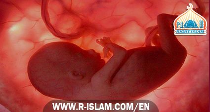 The Embryo Life Cycle in the Mother's Womb - Right Islam